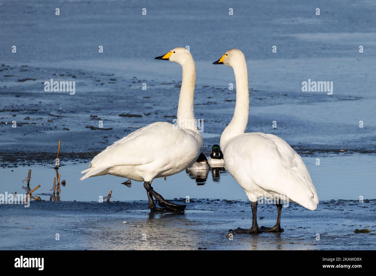 Common whooper hi-res stock photography and images - Alamy