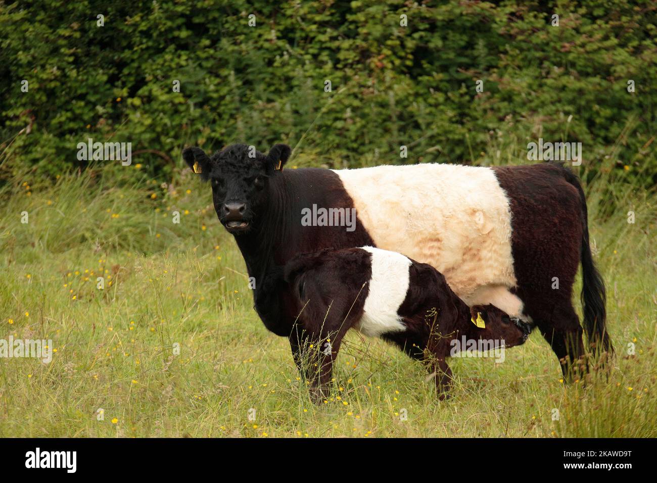 Belted Galloway cattle Stock Photo - Alamy