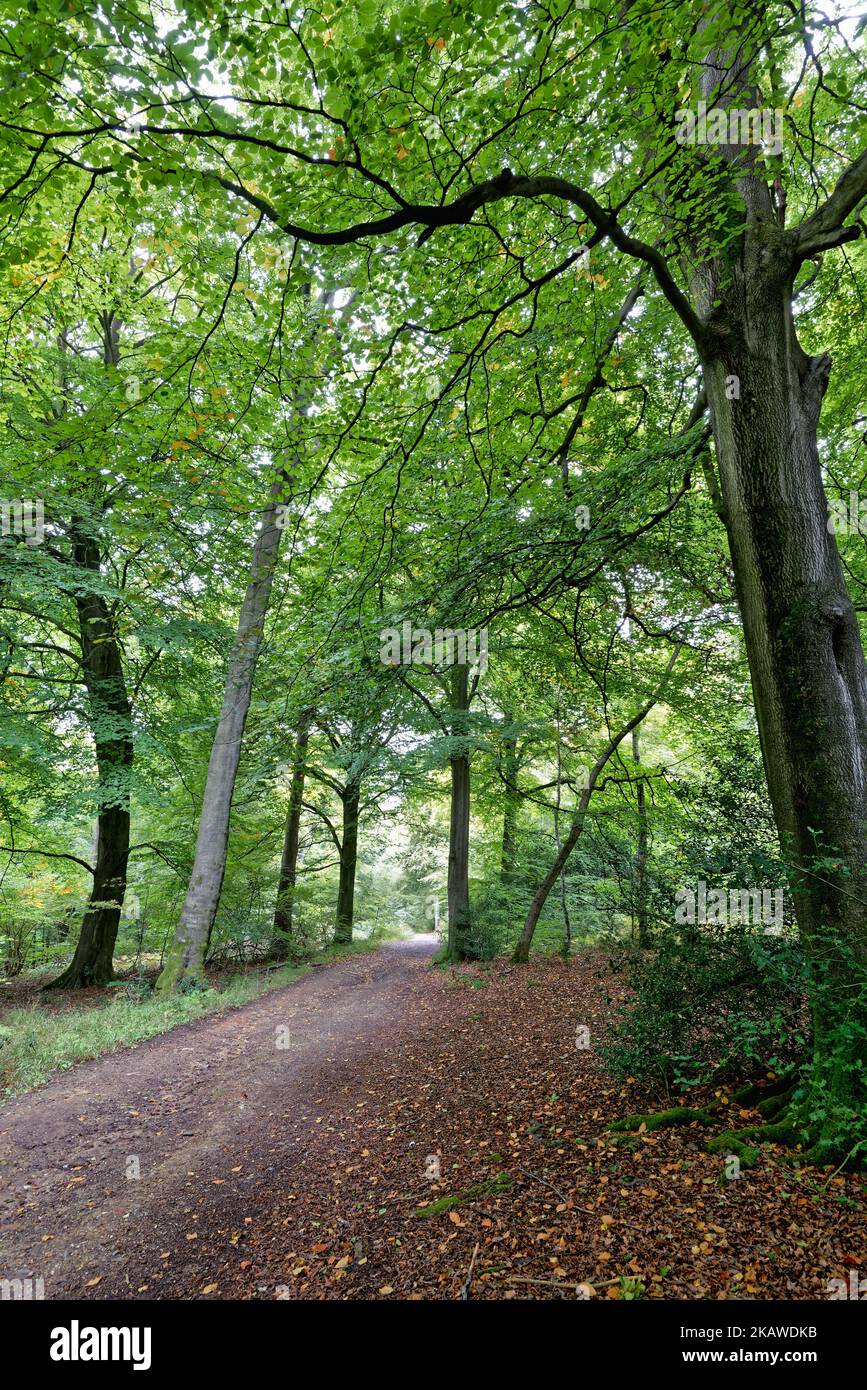 A path receding into the distance in woods at Ranmore Common near ...
