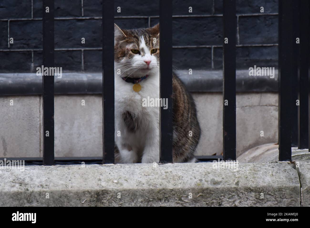 Larry the Cat is seen outside the 10 Downing Street, official residence ...