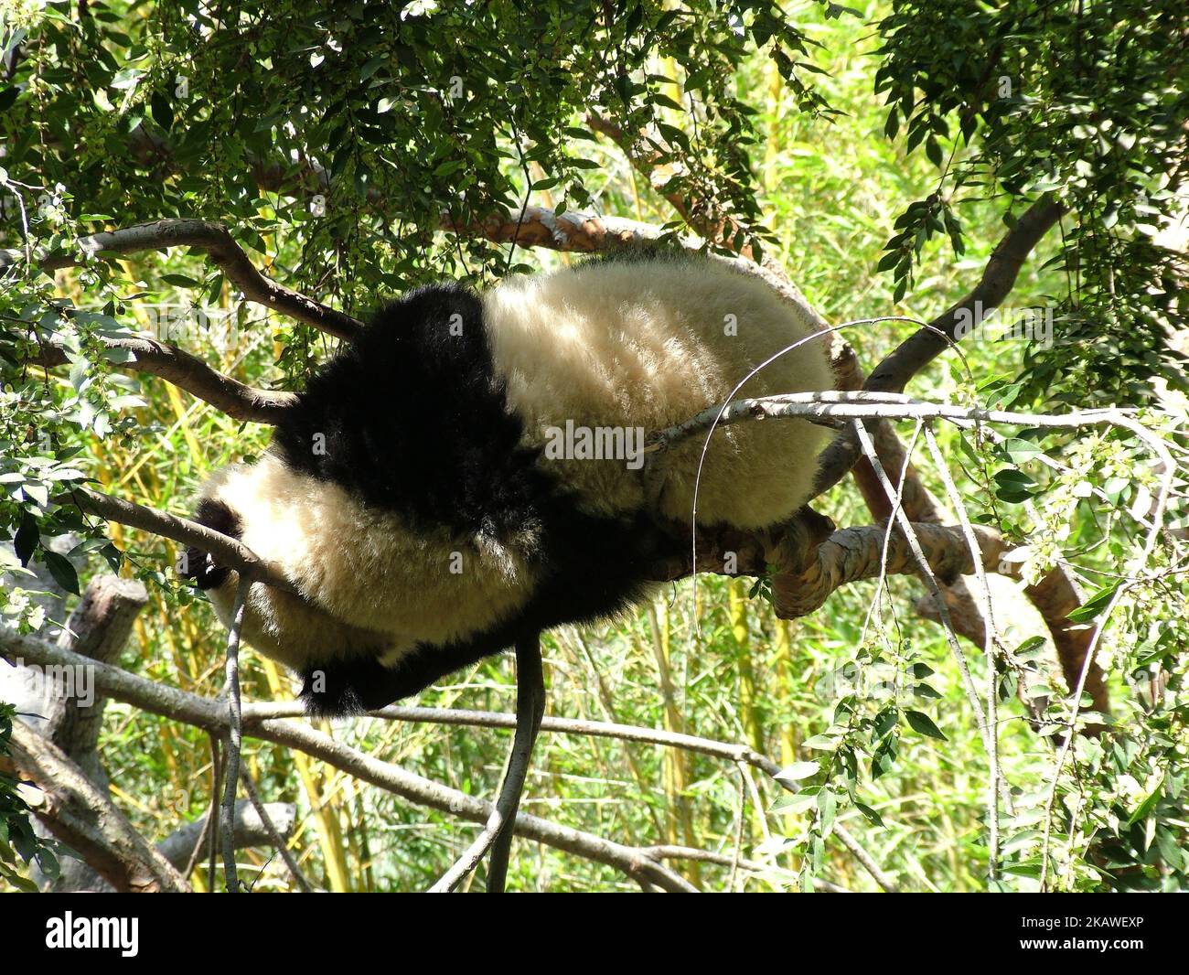 A cute panda sleeping on the tree Stock Photo - Alamy