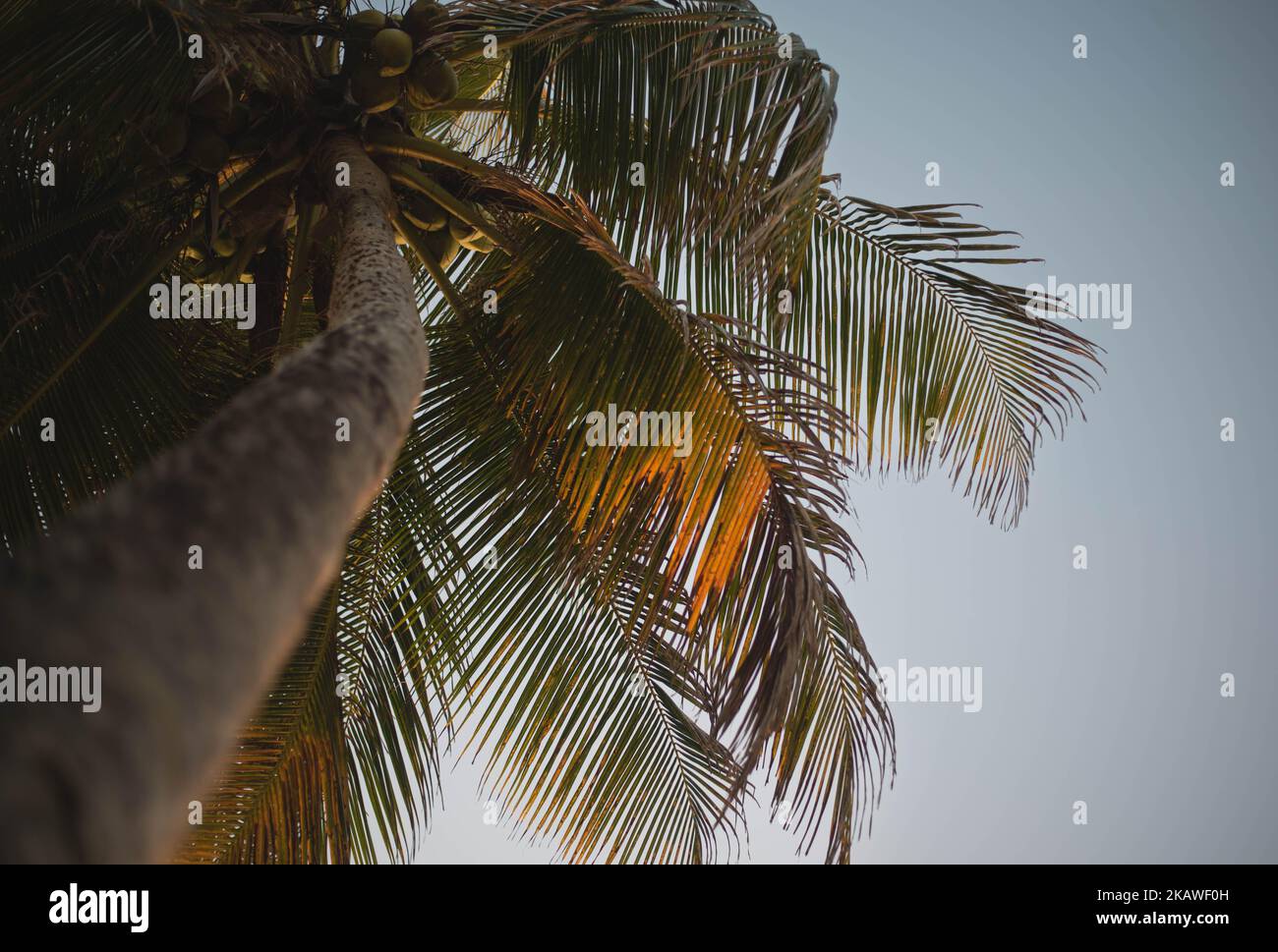 Low angle shot coconut tree hi-res stock photography and images - Alamy