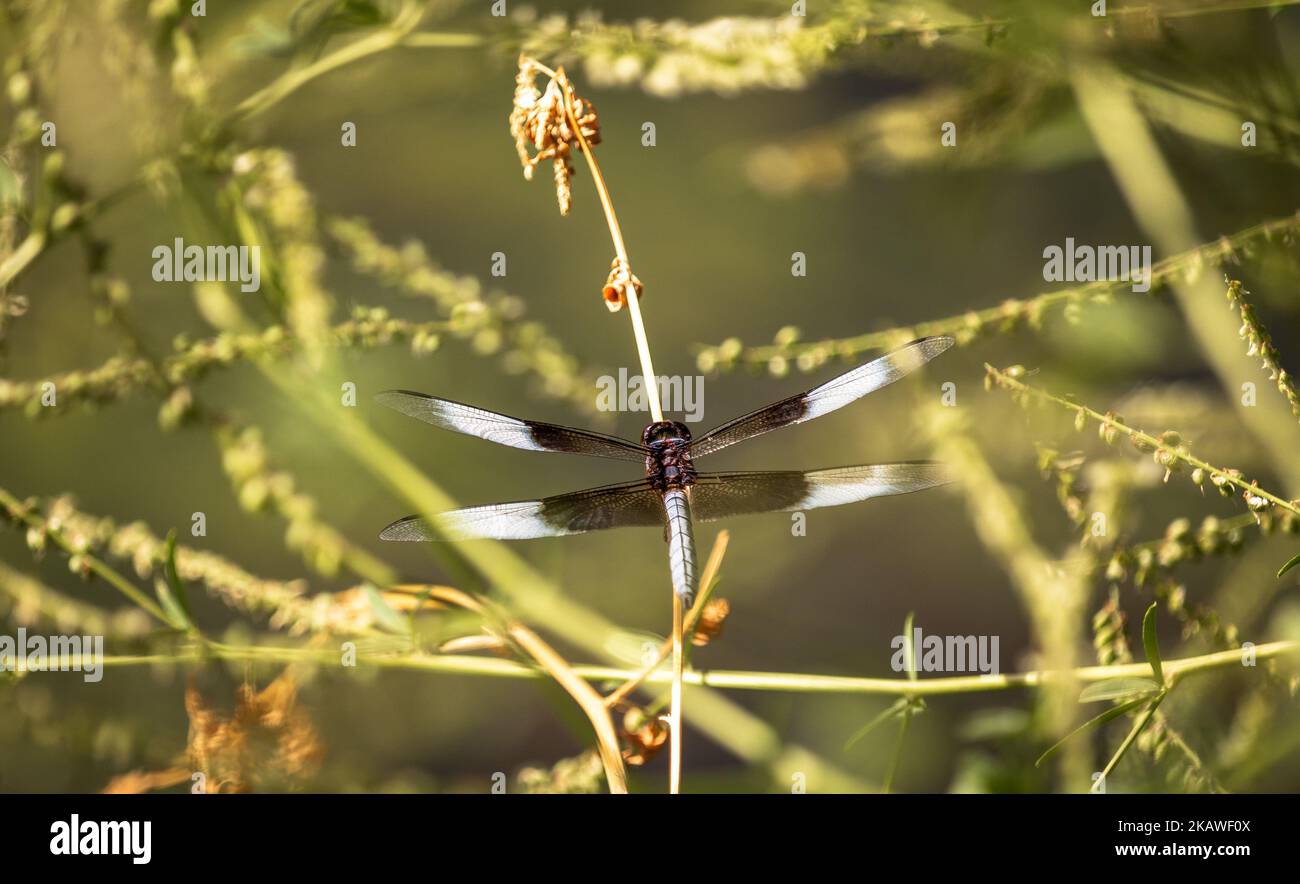 A closeup of a black and white winged dragonfly on a plant Stock Photo ...