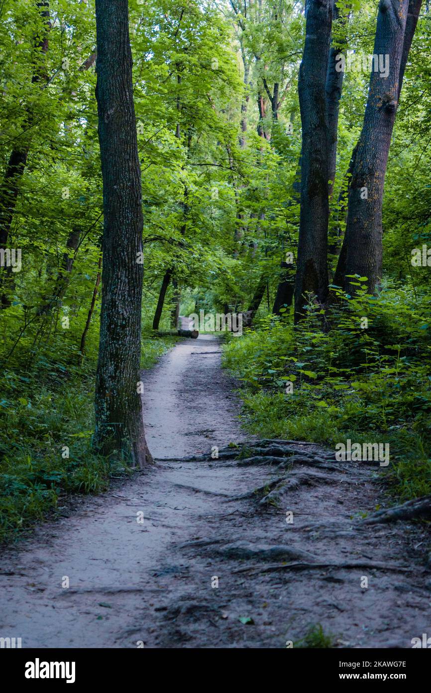 A pathway at a beautiful green park with tall trees Stock Photo - Alamy
