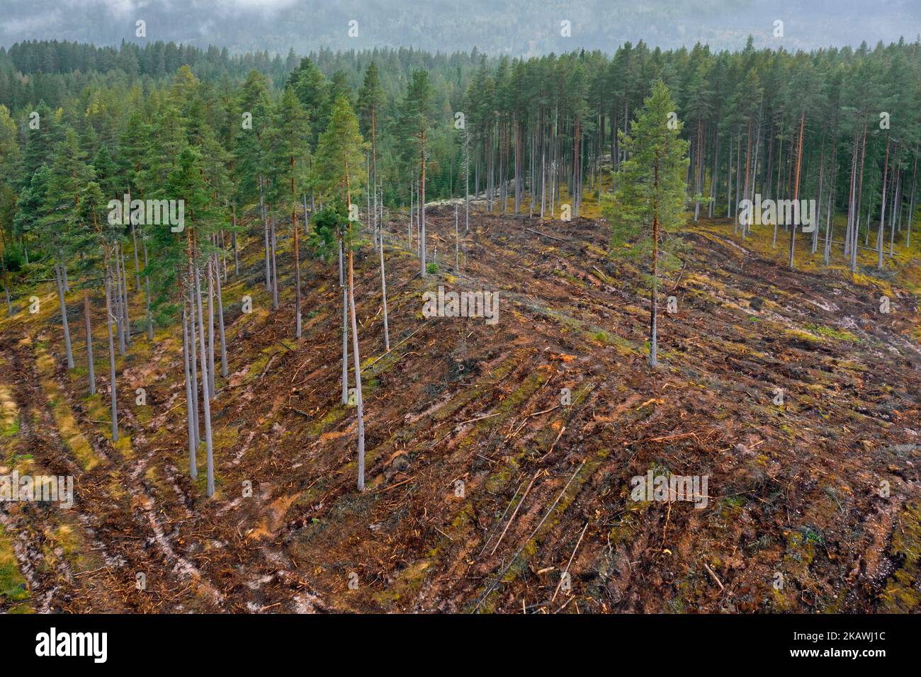 Aerial view over Swedish clearcut area, clearcutting / clearfelling is ...