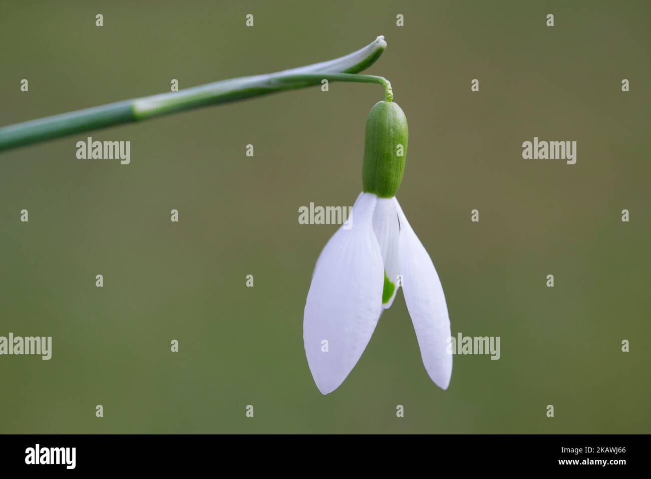 Common snowdrop (Galanthus nivalis) in flower in spring Stock Photo - Alamy