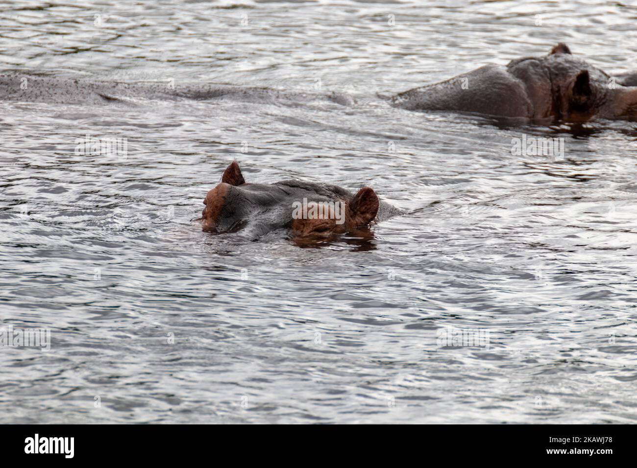 Hippo swimming in a zoo hi-res stock photography and images - Alamy