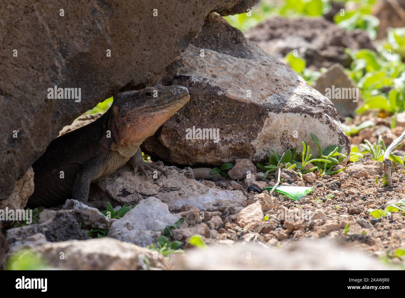 A Gran Canaria Giant Lizard Stock Photo - Alamy