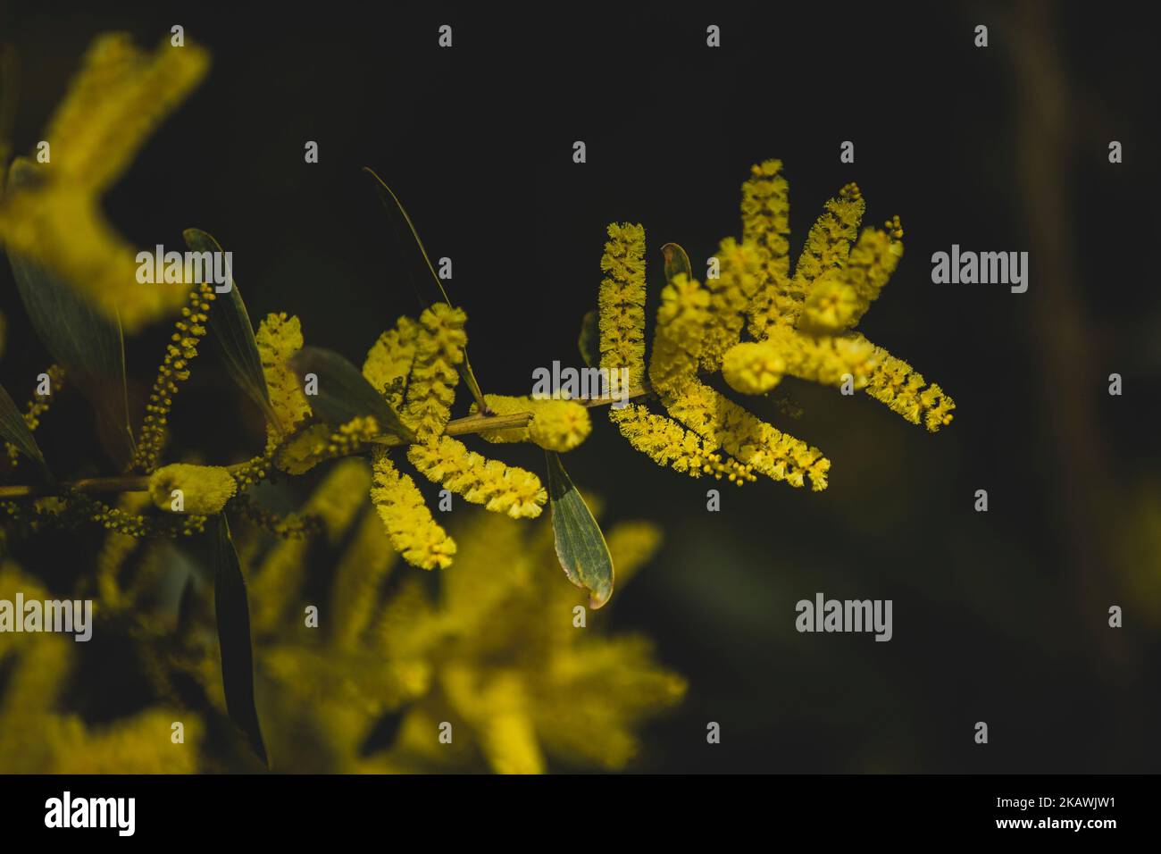 Coastal wattle hi-res stock photography and images - Alamy