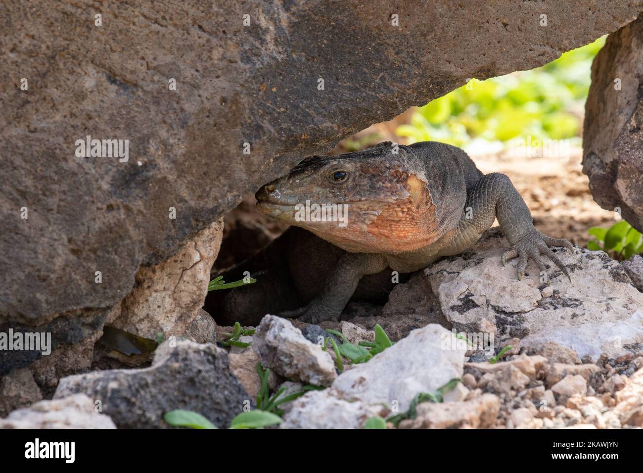 Gran canaria lizard gallotia stehlini hi-res stock photography and ...