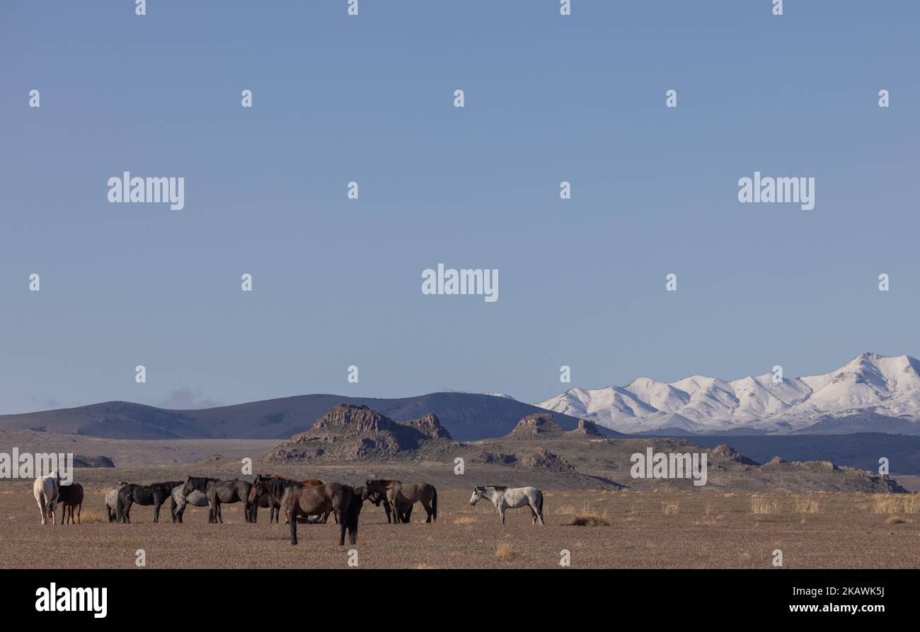 Wild Horses in the Utah Desert Stock Photo - Alamy