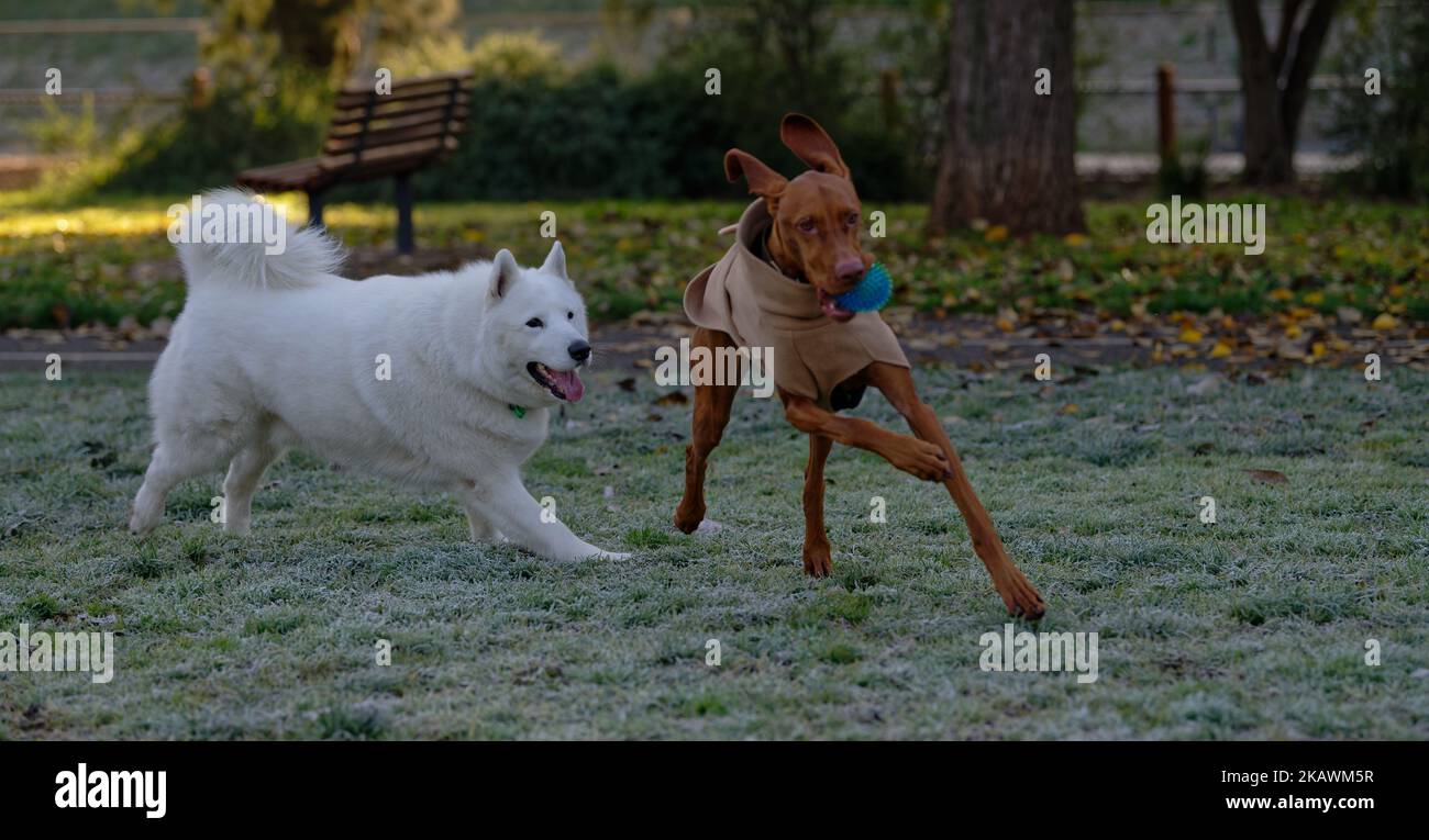 A White Husky-Samoyed dog chasing a Pointer holding a ball on a frosty ...