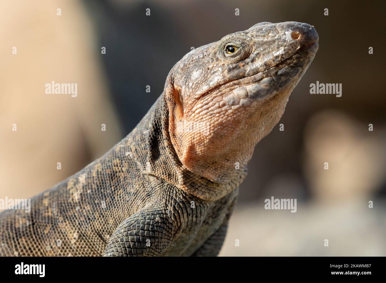 Gran Canaria Giant Lizard Stock Photo - Alamy
