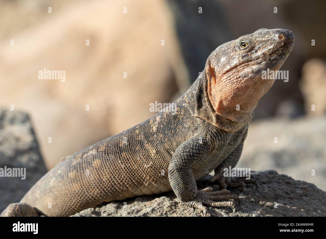 Gran Canaria Giant Lizard Stock Photo - Alamy