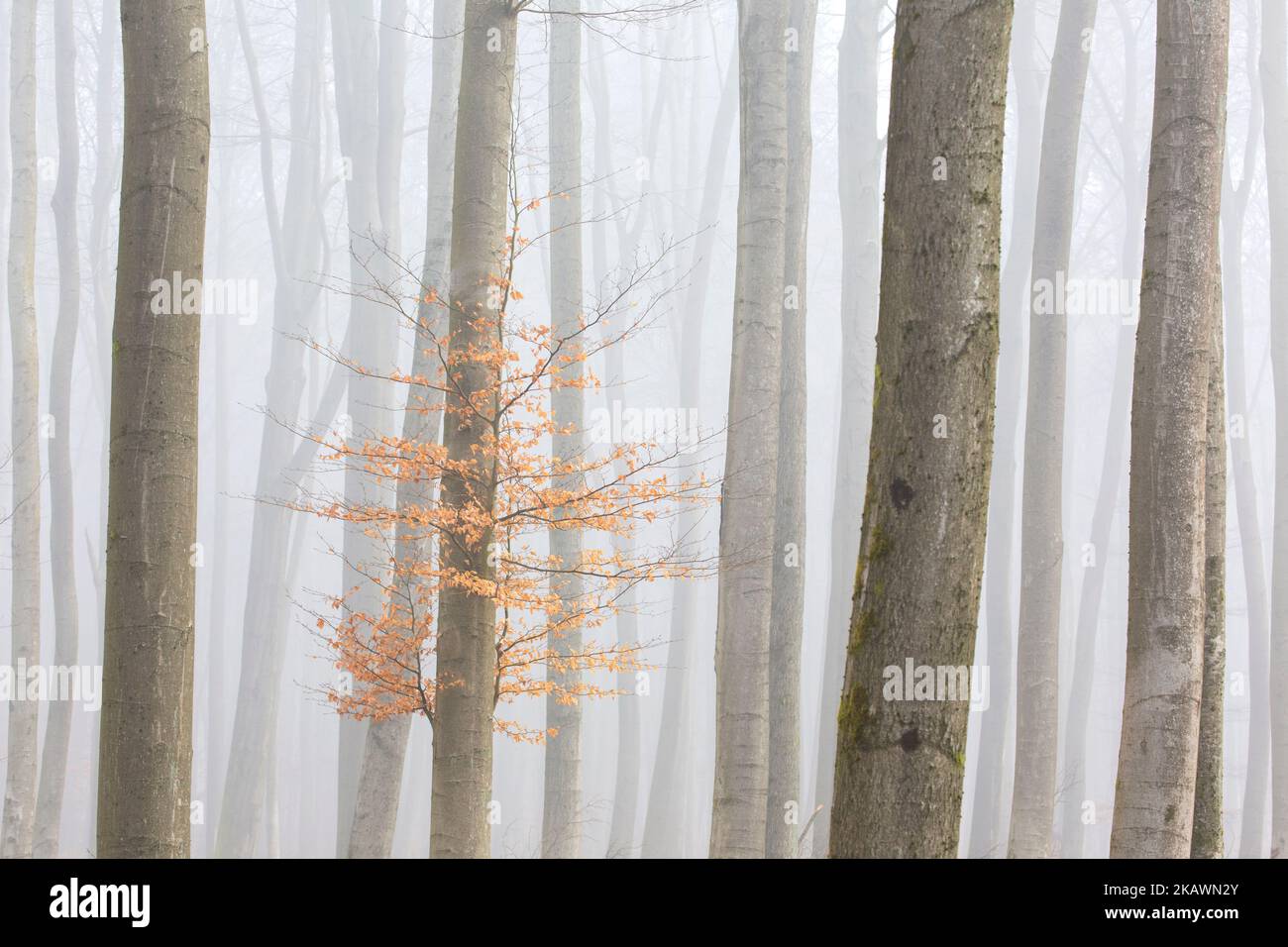 European beech trees / common beeches (Fagus sylvatica), tree trunks ...