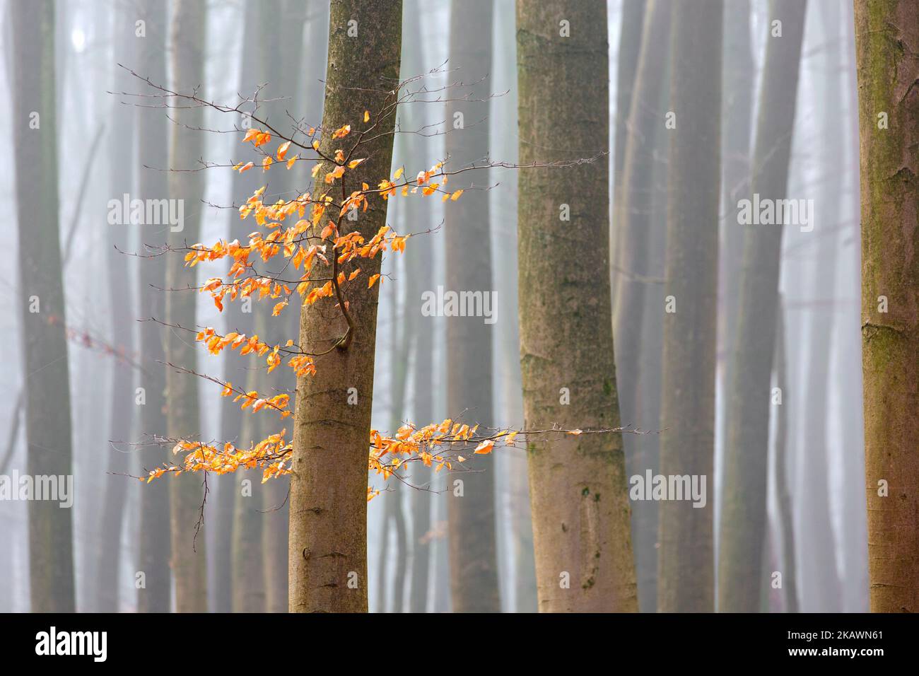 European beech trees / common beeches (Fagus sylvatica), tree trunks ...