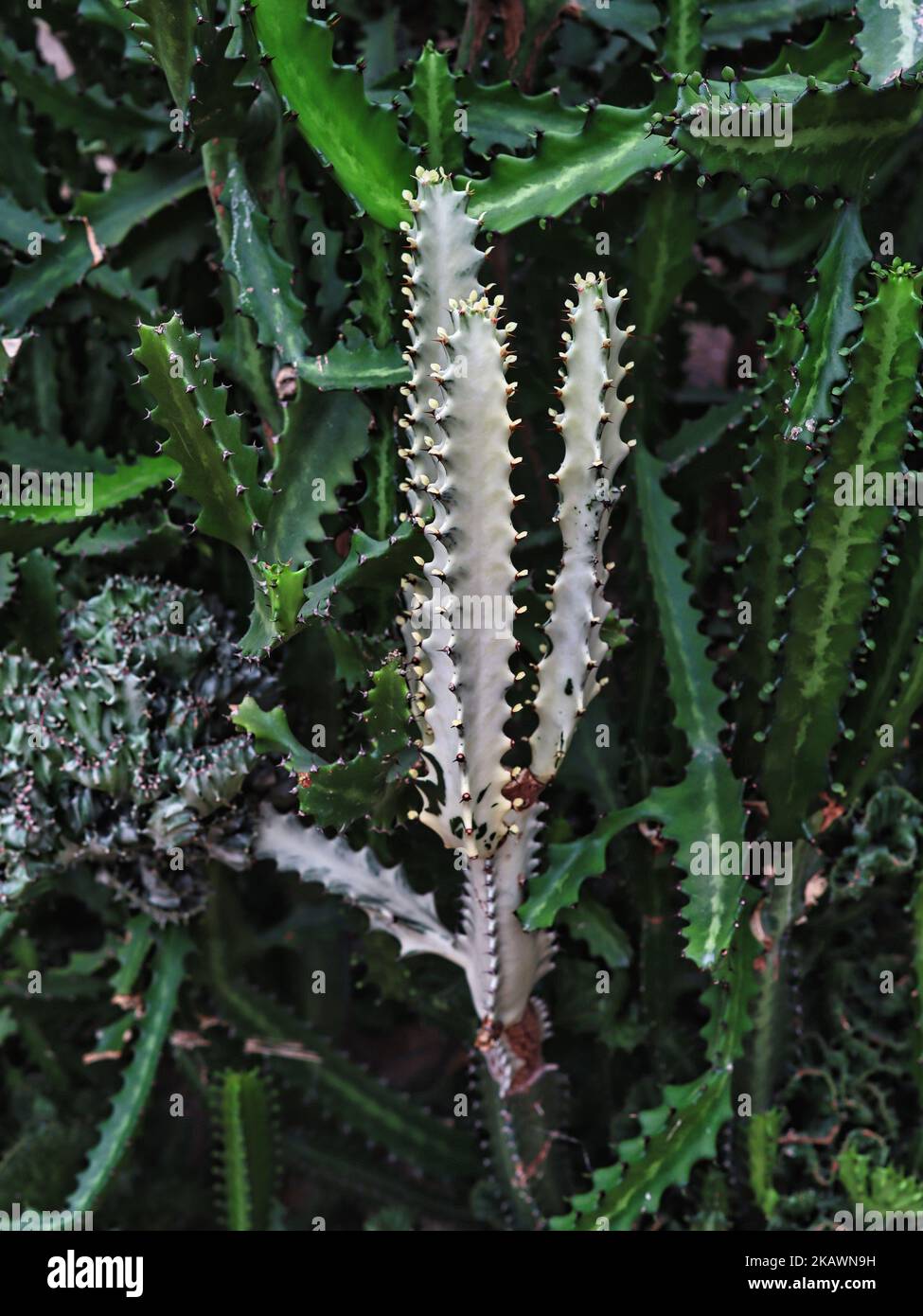 Euphorbia lactea compacta hi-res stock photography and images - Alamy