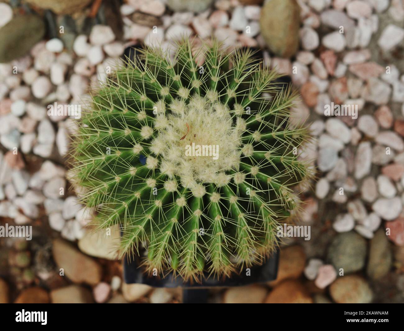 Euphorbia lactea compacta hi-res stock photography and images - Alamy