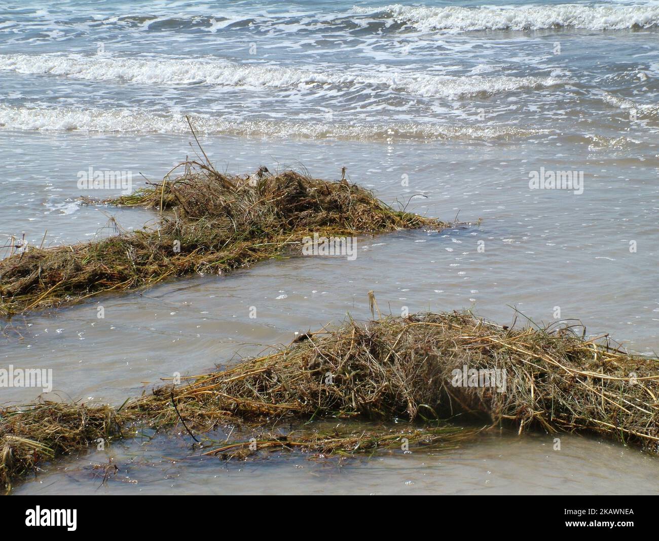 The small piles of seaweed on the shoreline getting approached by foamy ...