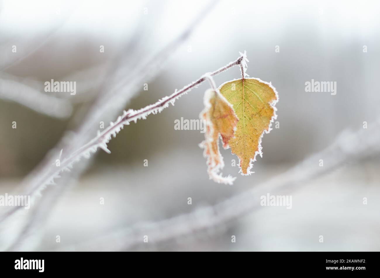 A closeup view of two leaves covered with frost hanging from a branch ...