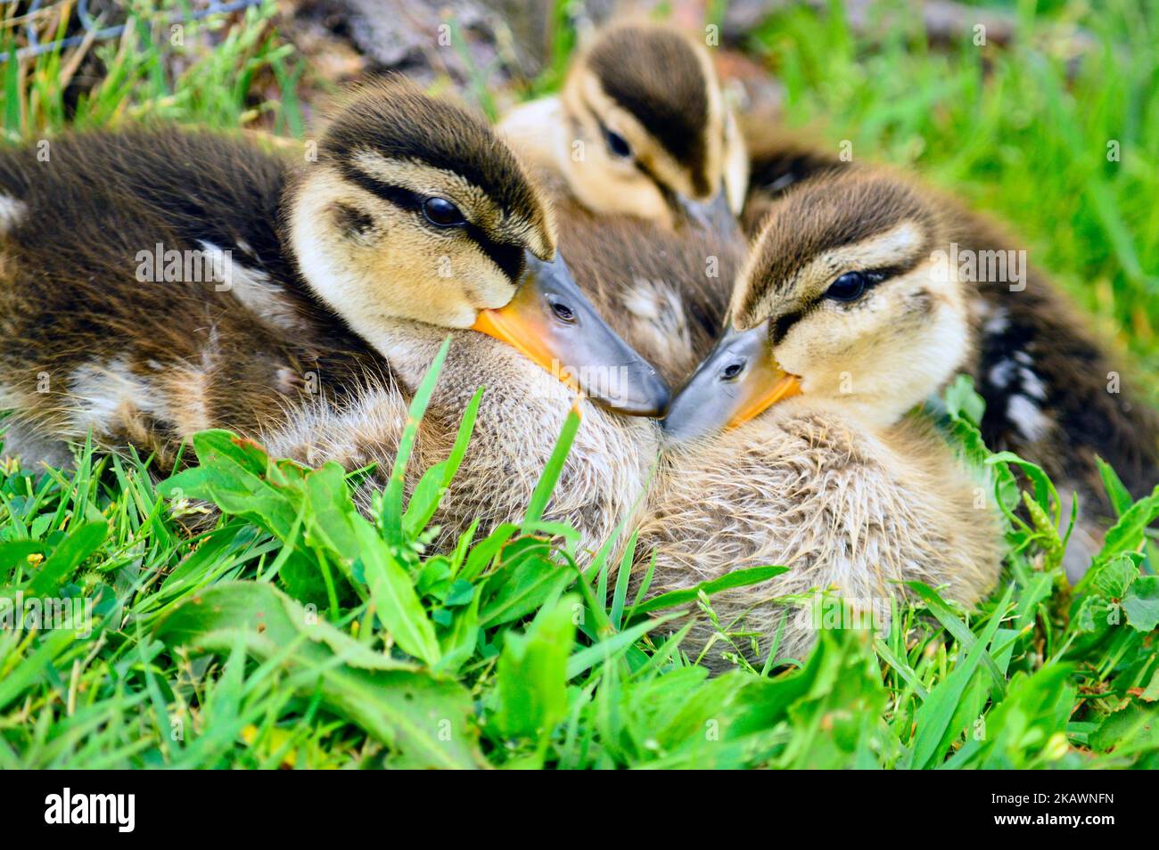 The three baby ducks laying together on a green grass, close-up Stock ...