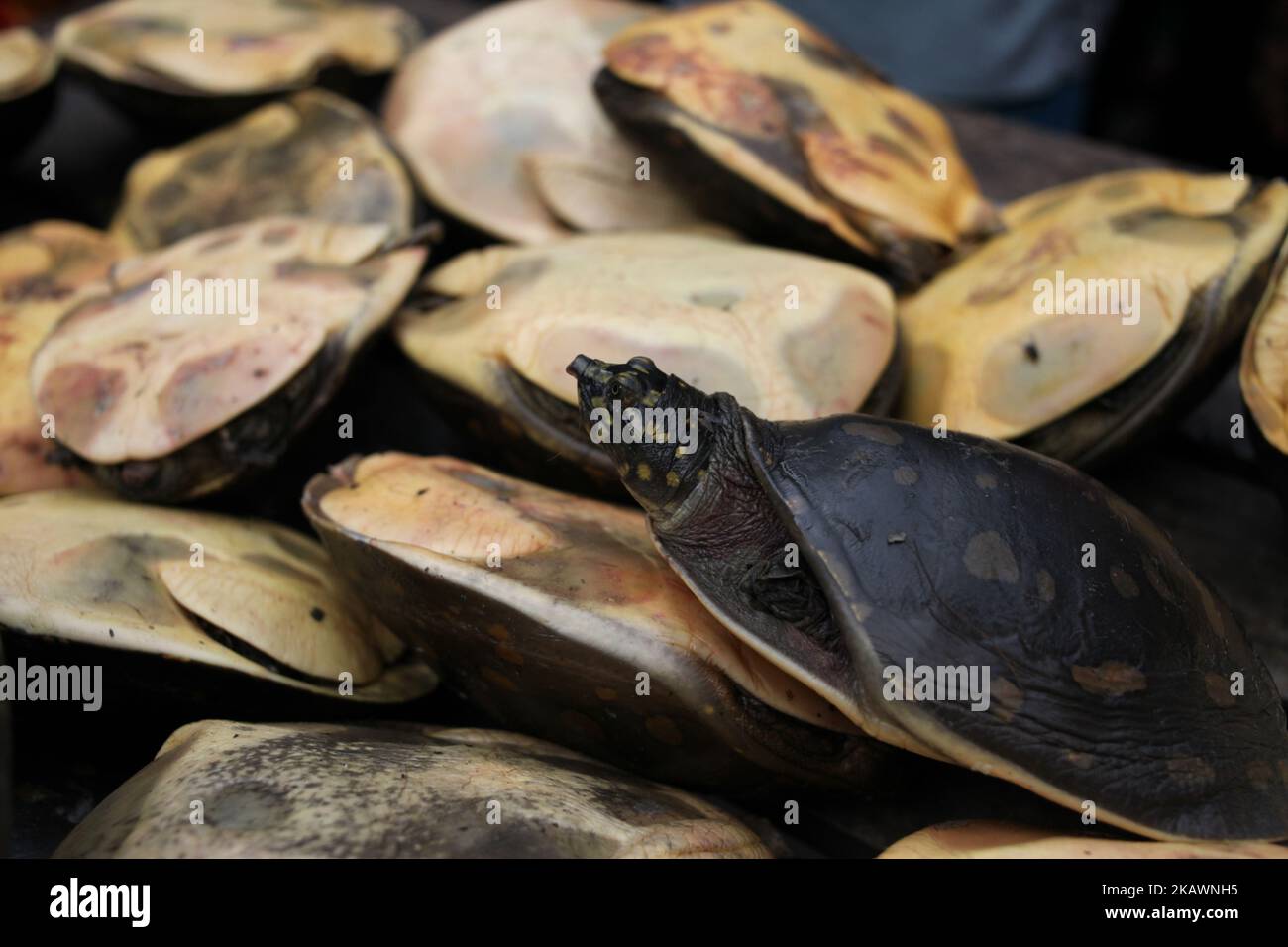 Wildlife Crime Control Unit of Forest Department and the Rapid Action ...