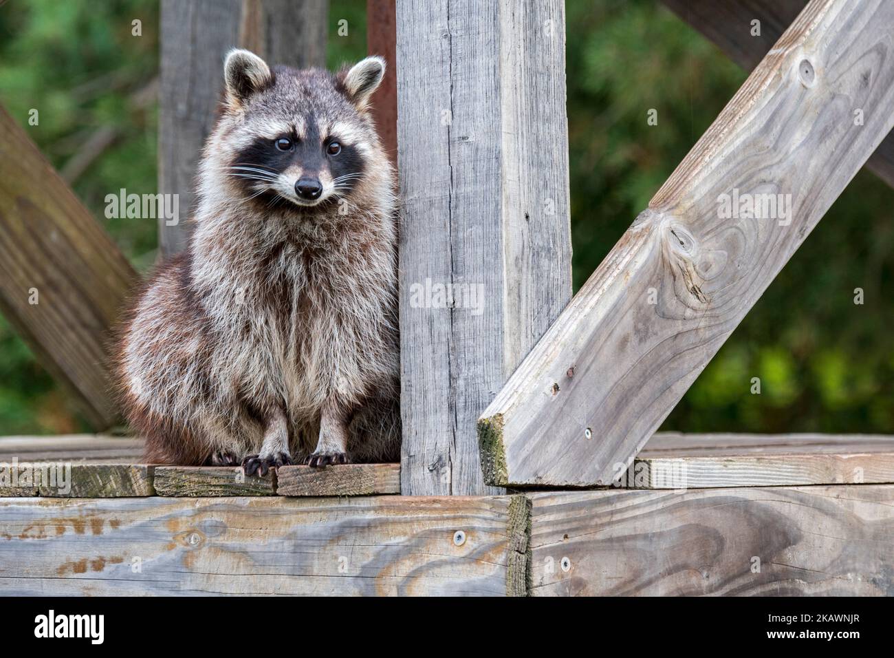 Common raccoon (Procyon lotor) sitting among beams / timber of wooden ...