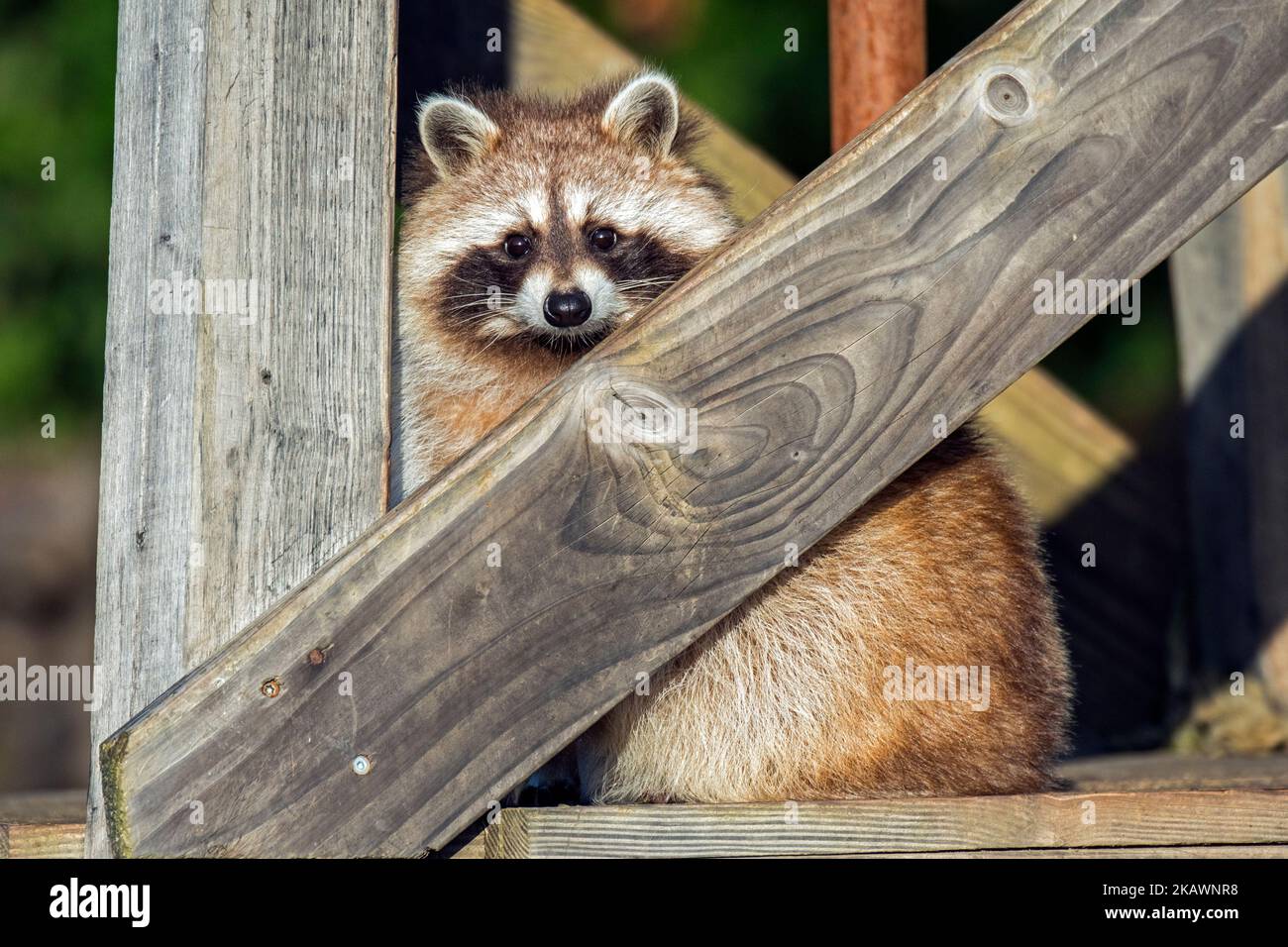 Common raccoon (Procyon lotor) sunning among beams / timber of wooden ...