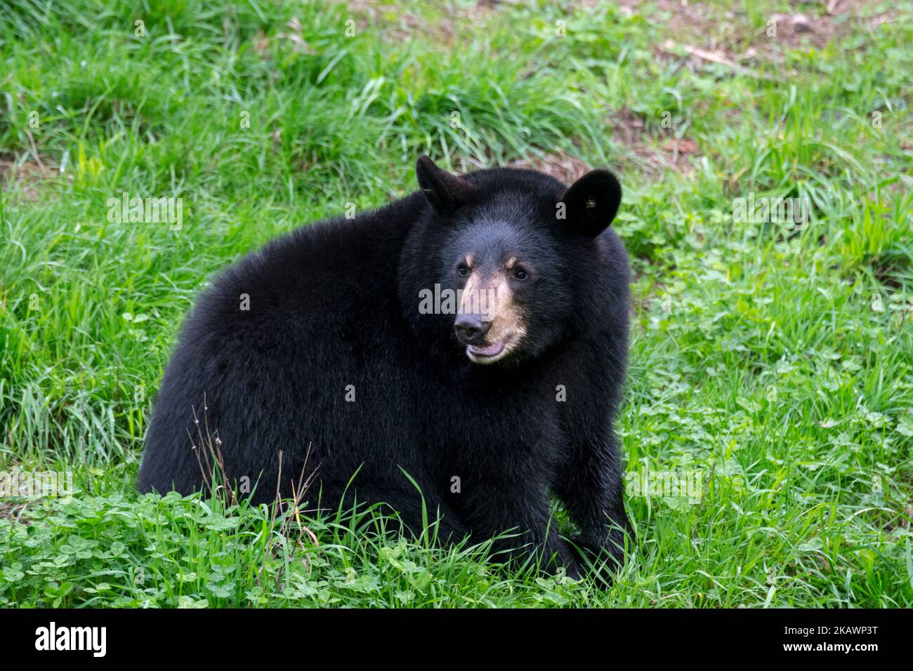 Black bears foraging hi-res stock photography and images - Alamy