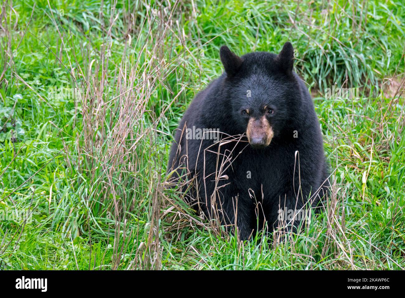 Young American black bear (Ursus americanus) foraging in meadow Stock ...