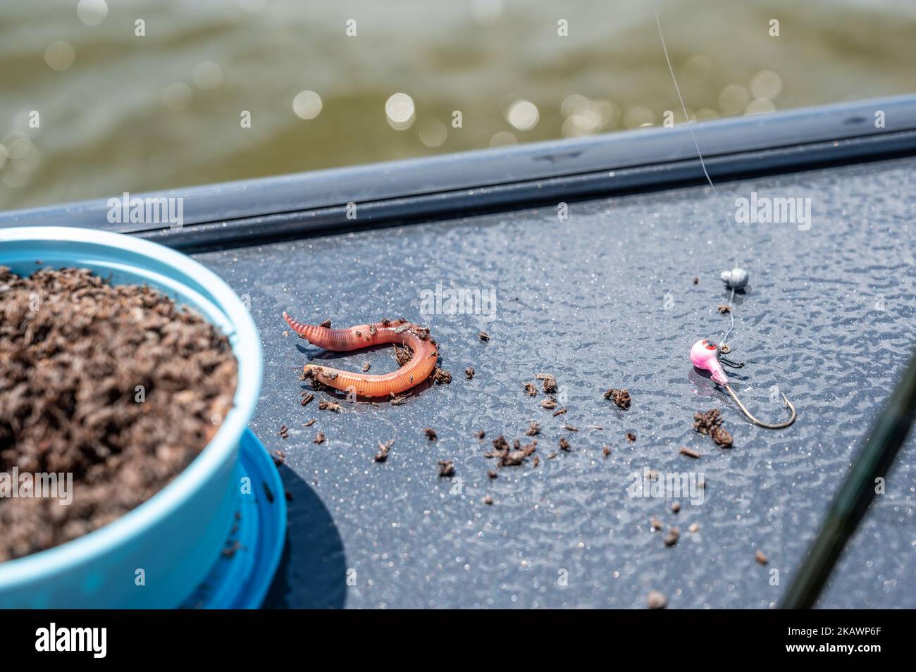 Selective focus on a single earth worm ready to bait a hook for fishing ...