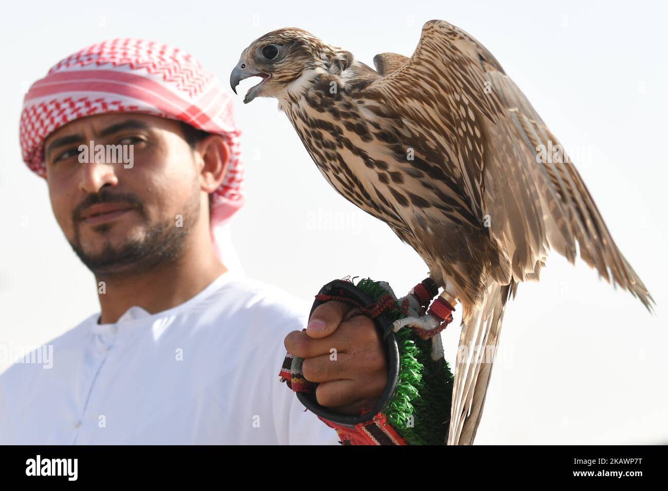 A view of a two year old falcon and his trainer during a demonstration ...