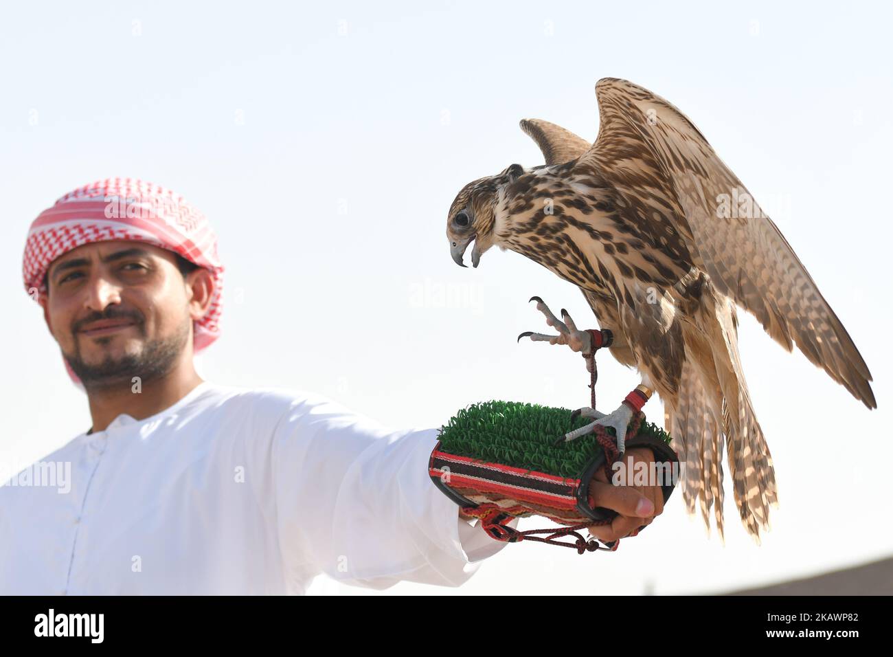 A view of a two year old falcon and his trainer during a demonstration ...