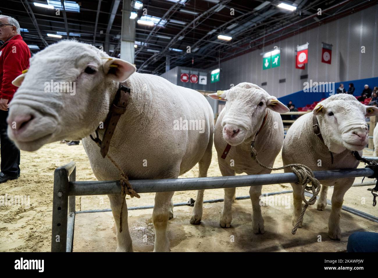 Animals are on display as the Paris International Agricultural Show ...