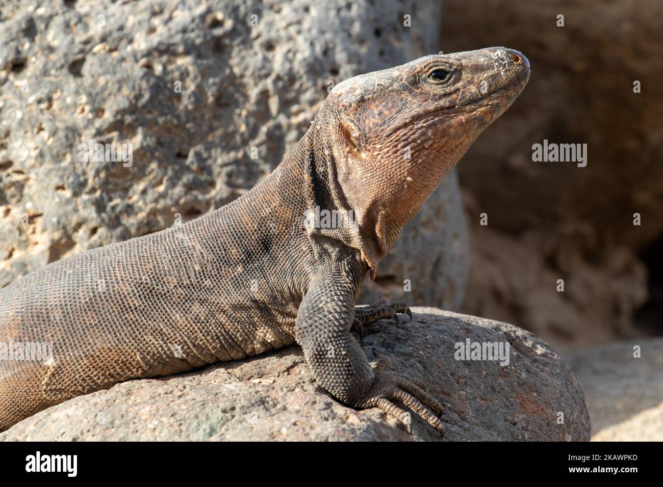 Gran Canaria Giant Lizard Stock Photo - Alamy