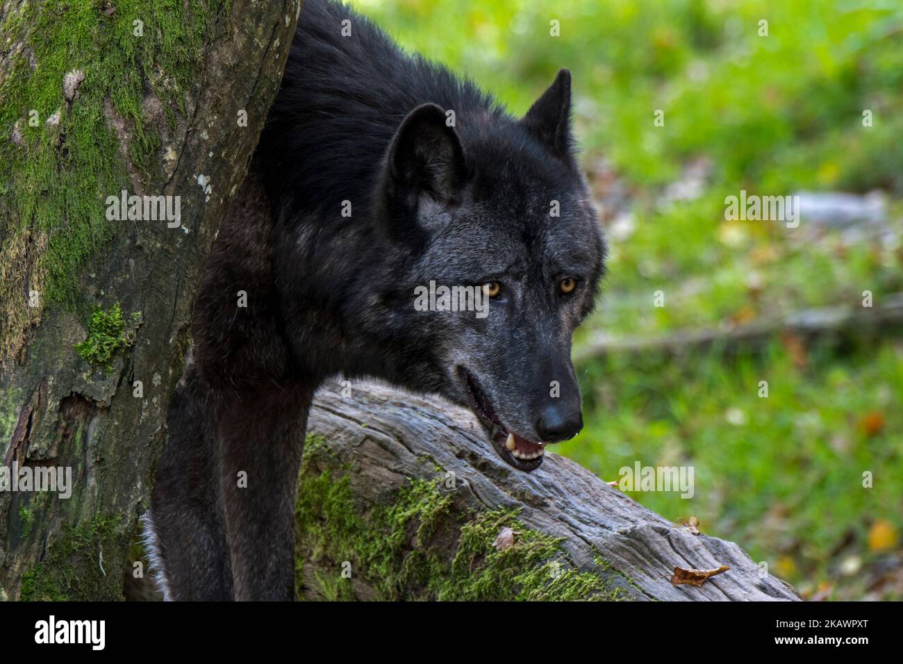 Black Northwestern wolf / Mackenzie Valley wolf / Alaskan timber wolf ...