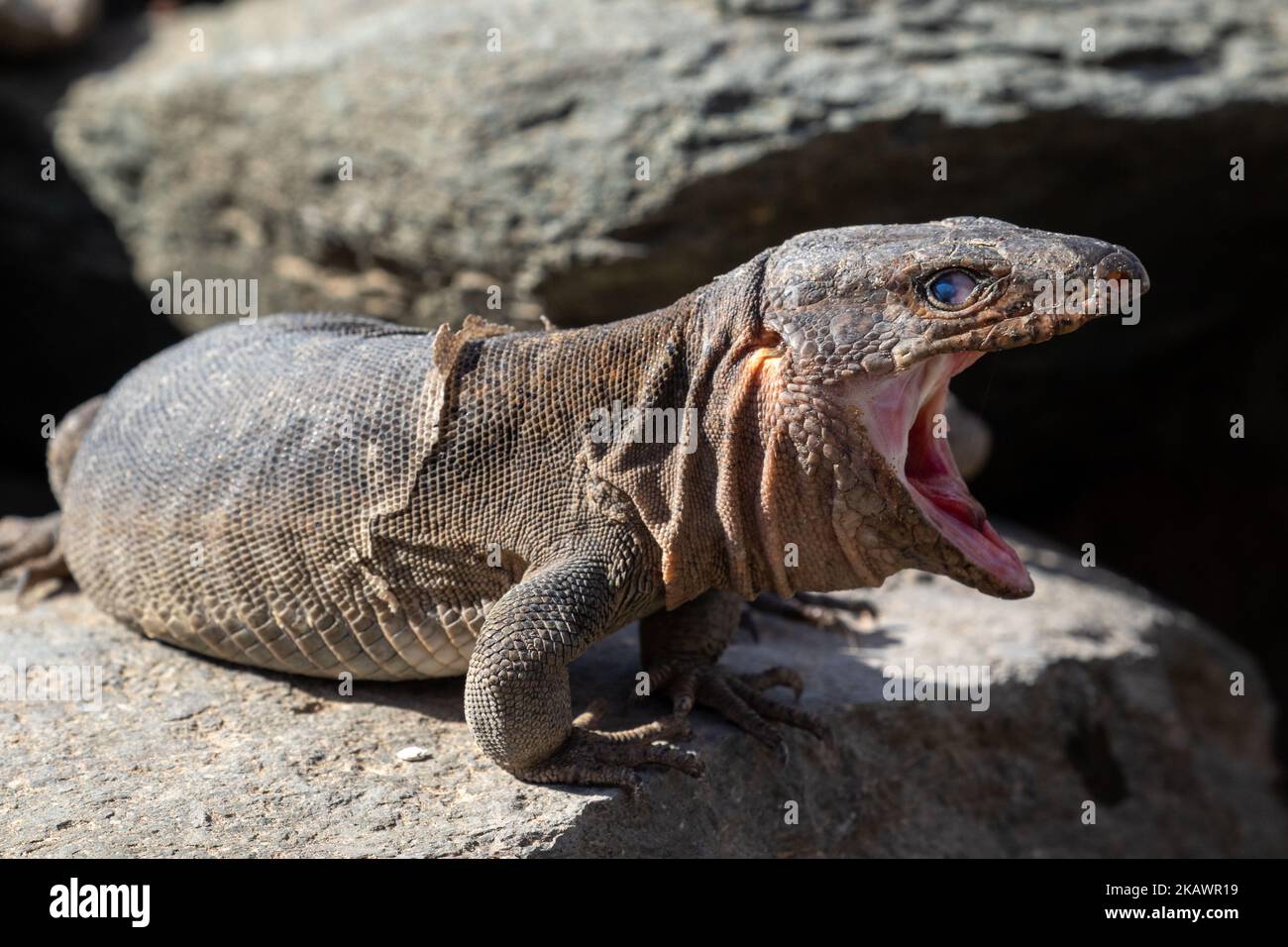 Gran Canaria Giant Lizard Stock Photo - Alamy