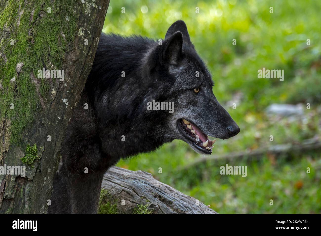 Black Northwestern wolf / Mackenzie Valley wolf / Alaskan timber wolf ...