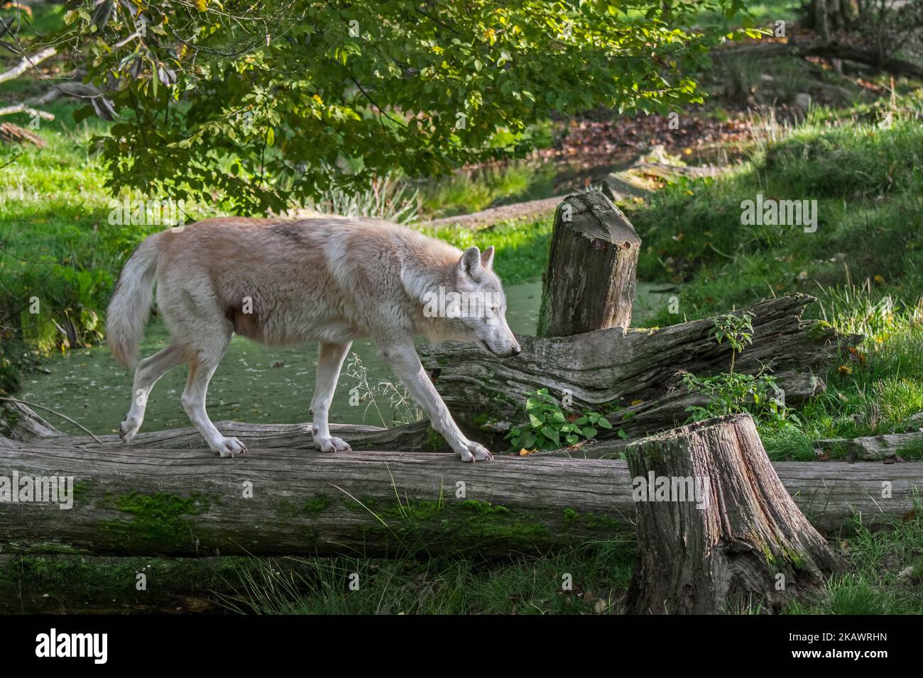 White Northwestern wolf / Mackenzie Valley wolf / Alaskan / Canadian ...