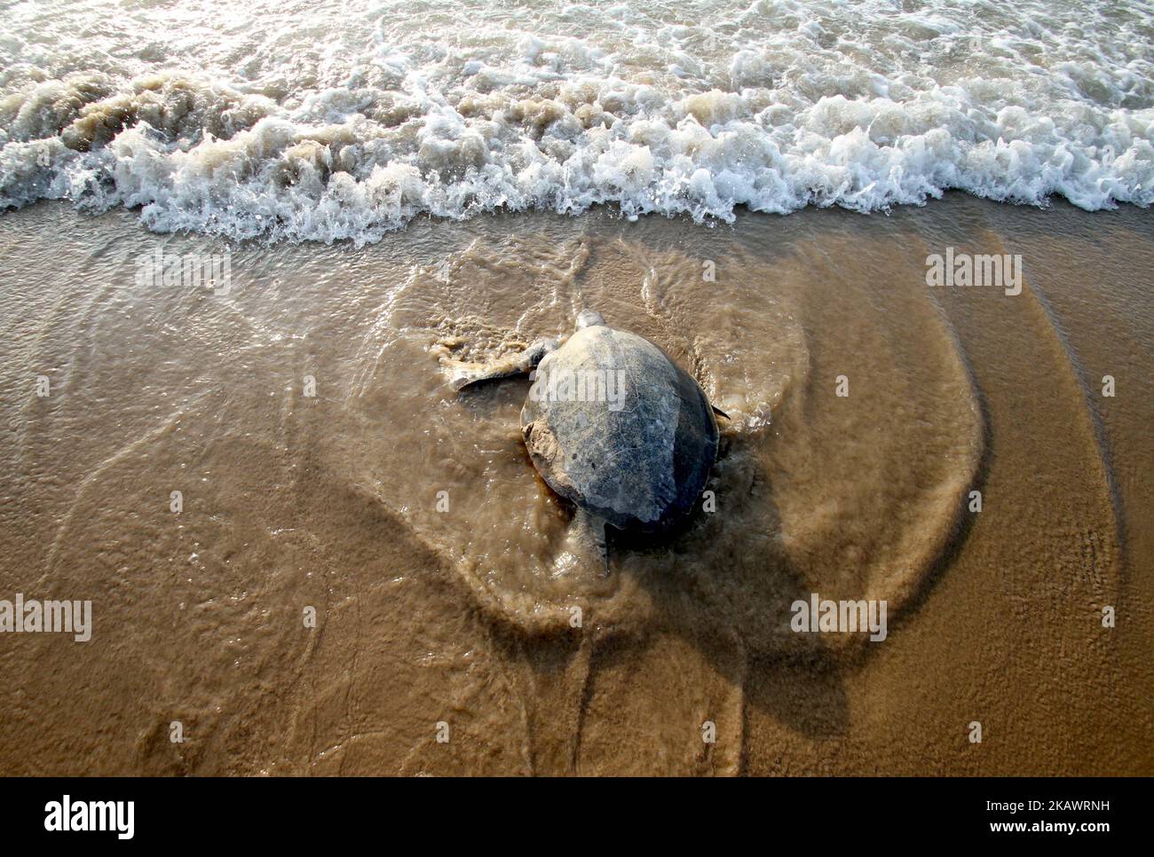 Olive Ridley turtles look at the Rushikulya river mouth beach on Bay of ...