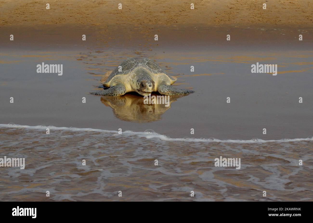 Olive Ridley turtles look at the Rushikulya river mouth beach on Bay of ...