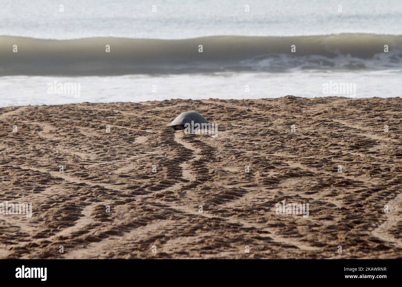 Olive Ridley turtles look at the Rushikulya river mouth beach on Bay of ...