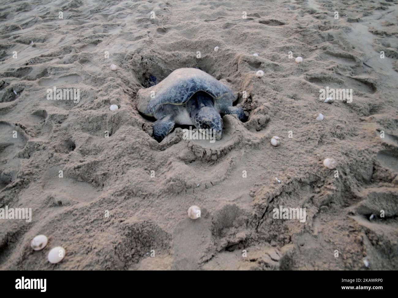 Olive Ridley turtles look at the Rushikulya river mouth beach on Bay of ...
