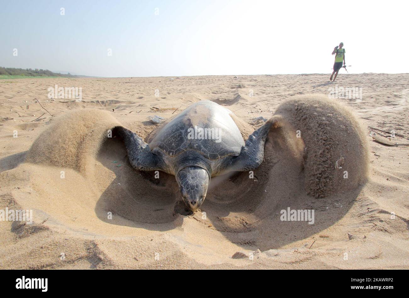 Olive Ridley turtles look at the Rushikulya river mouth beach on Bay of ...