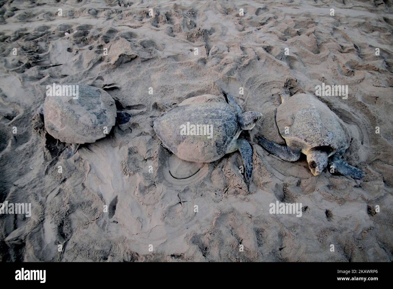 Olive Ridley turtles look at the Rushikulya river mouth beach on Bay of ...