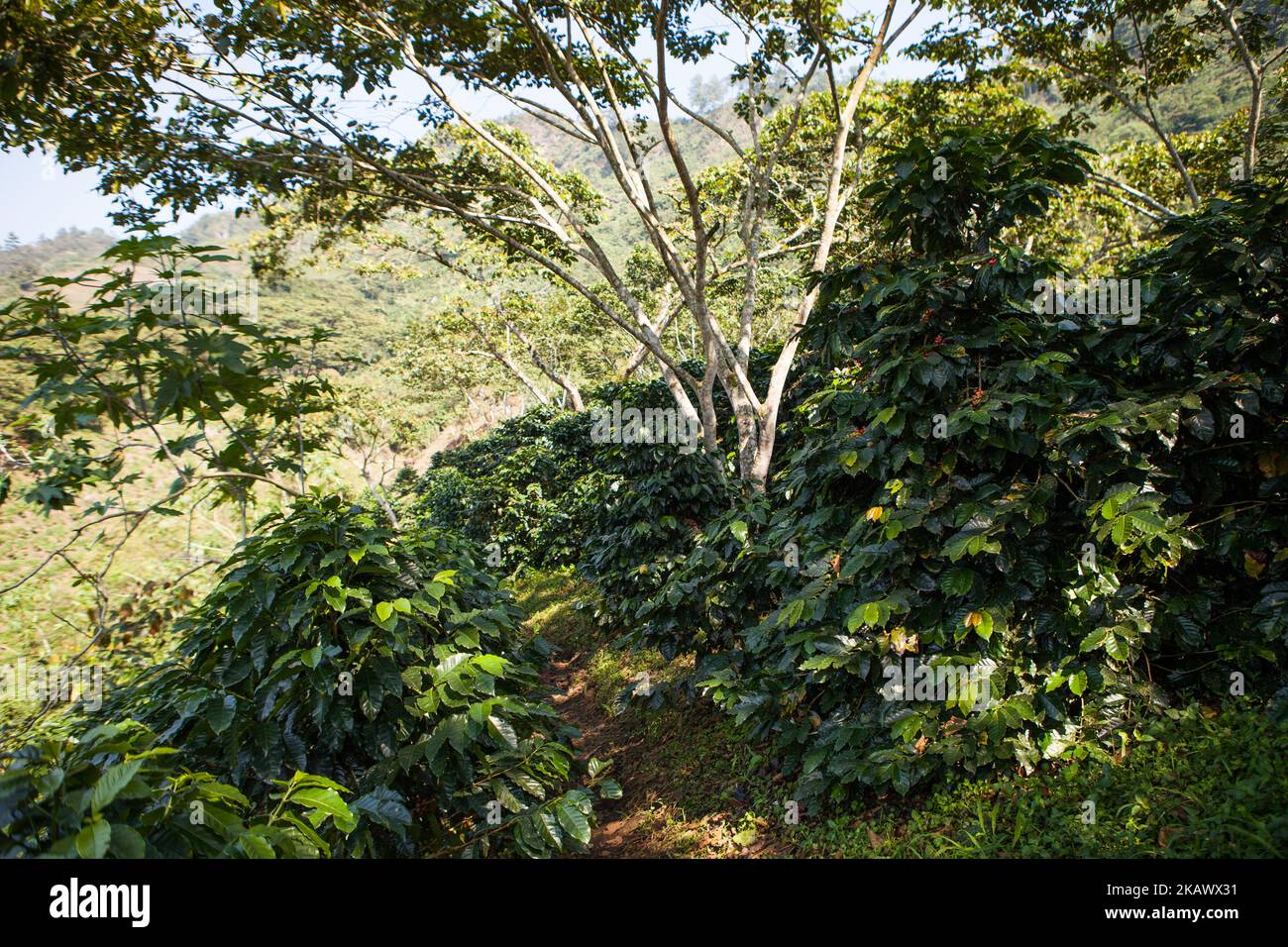 A Coffee bushes and shade trees on coffee growing plantation Stock ...