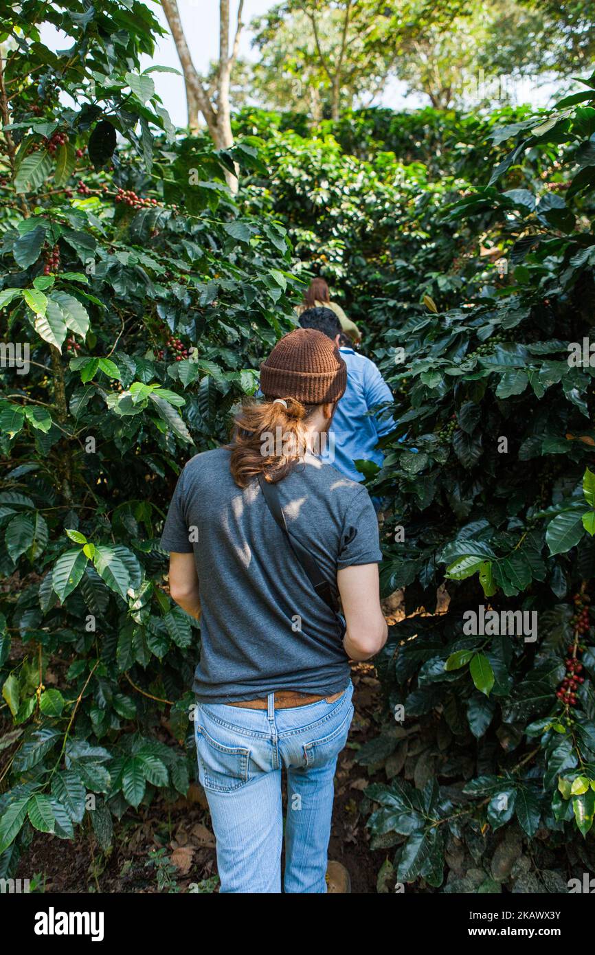 A vertical shot of Men walking amongst coffee plants and shade trees on ...