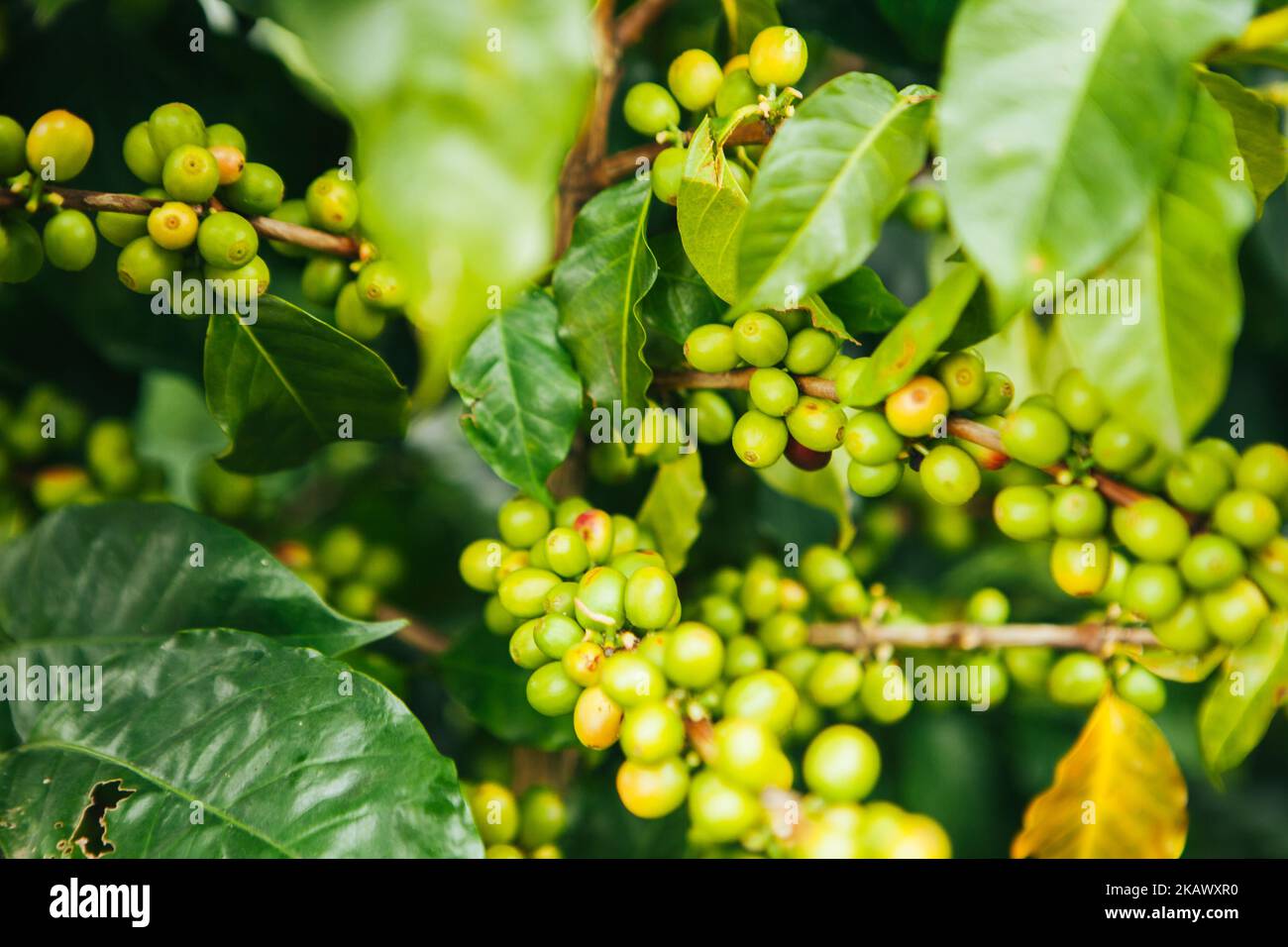 Yellow bourbon coffee hi-res stock photography and images - Alamy