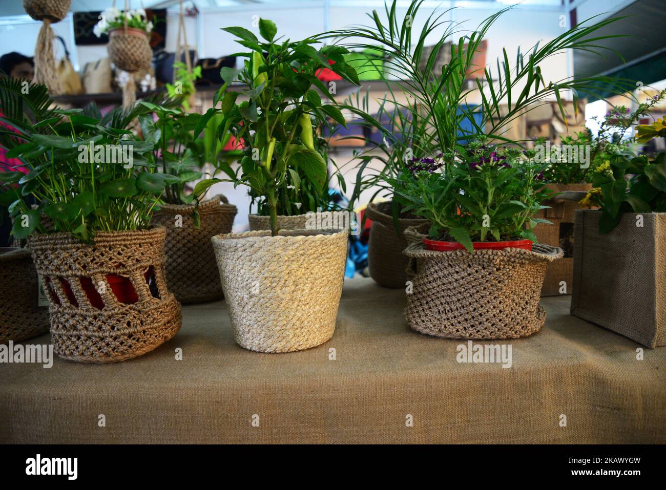 Varieties planting jute displayed in the Jute Product fair to ...