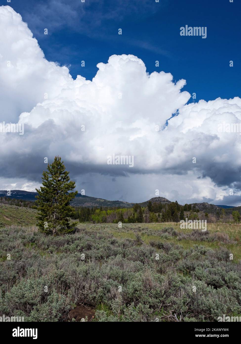 Sagebrush artemisia hi-res stock photography and images - Alamy